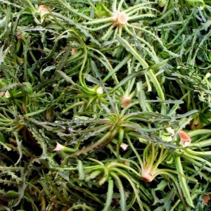 Χοιρινό με σταμναγκάθι αβγολέμονο | Food Collection