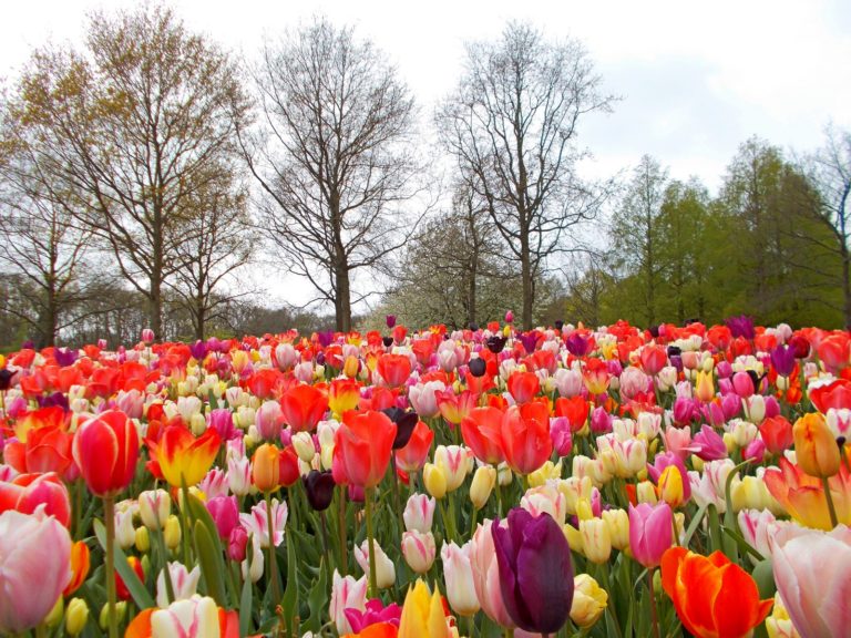 Ολλανδία | Food Collection